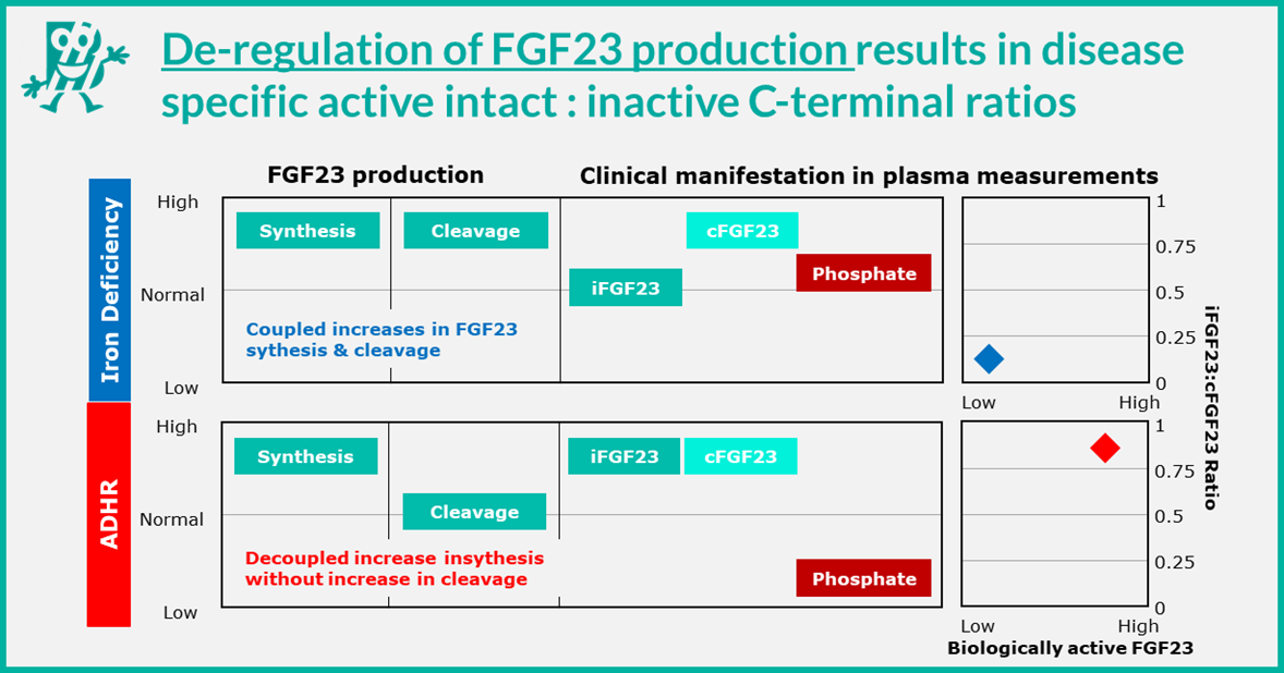 Intact: C-terminal fragment FGF23 ratios explained | Biomedica