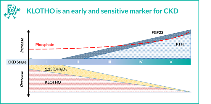 Klotho is an early and sensitive marker for CKD | Biomedica