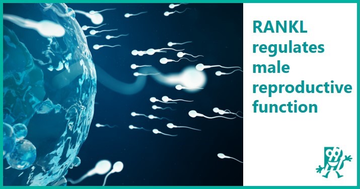 RANKL regulates male reproductive function | Biomedica