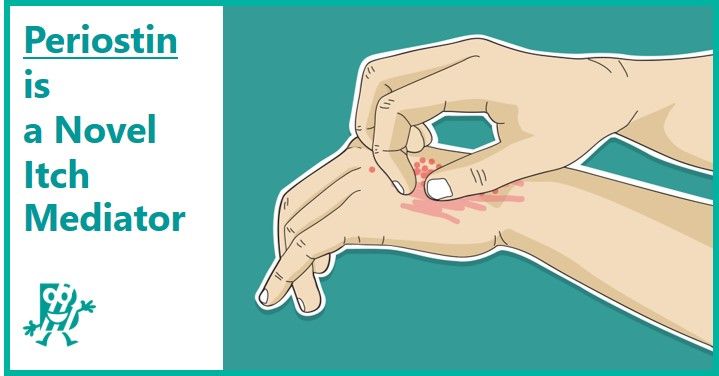 Periostin is a Novel Itch Mediator | Biomedica