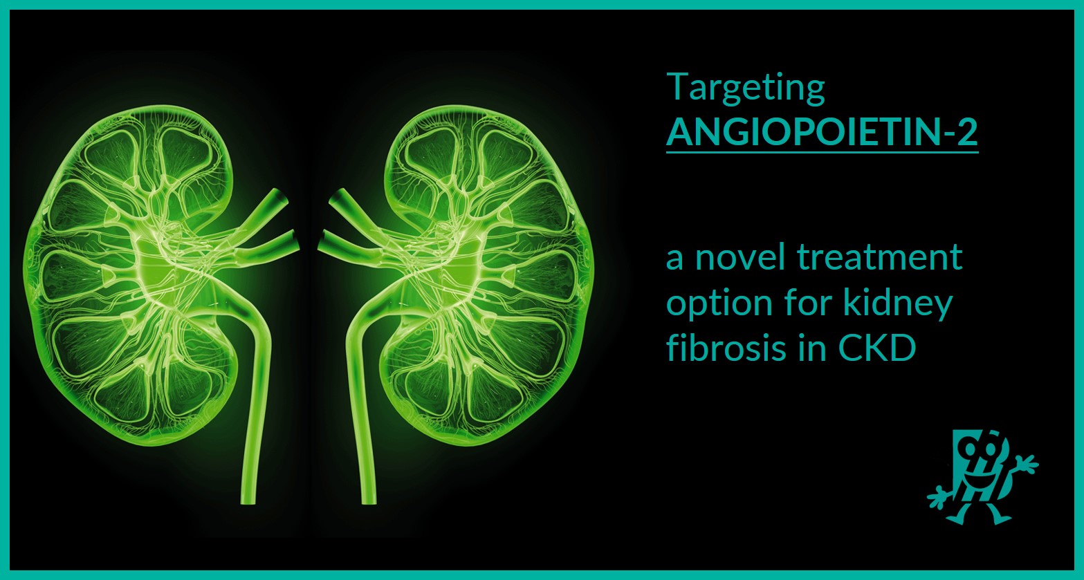 Angiopoietin-2 a new treatment target for kidney fibrosis | Biomedica