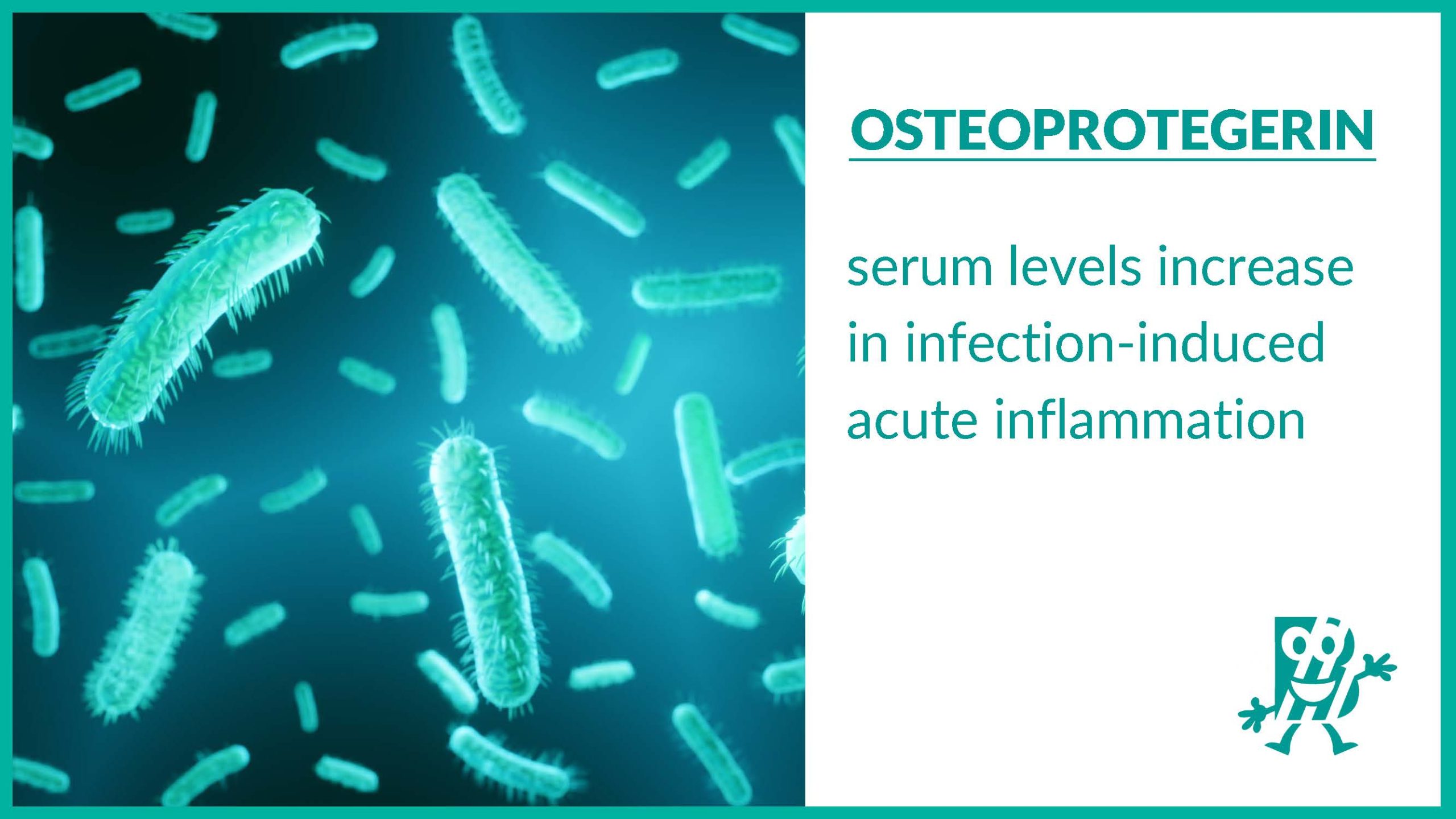 OSTEOPROTEGERIN increases in infection-induced acute inflammation ...