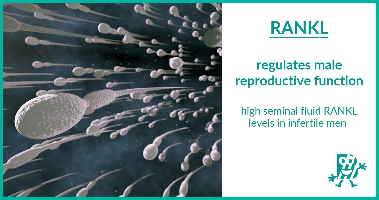 RANKL regulates male reproductive function | Biomedica